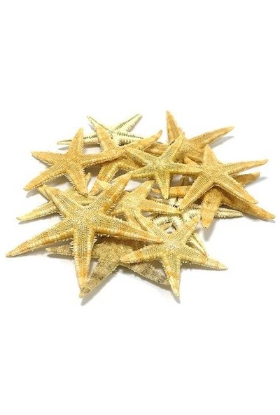 Hasyılmaz Doğal Deniz Yıldızı 10 - 12 cm 10'lu