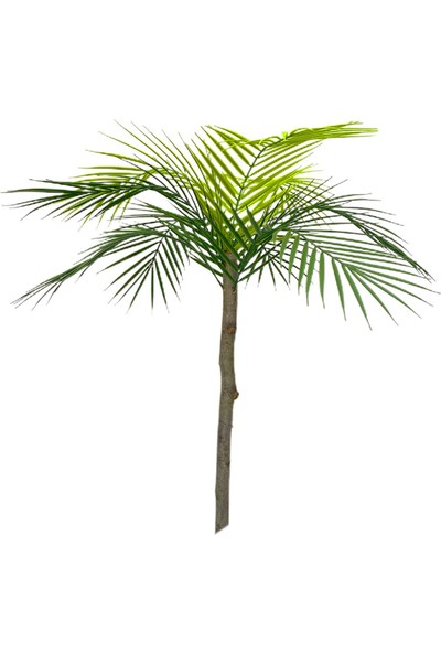 Hediye Vitrini Doğal Odun Da Yeşil Palmiye Ağacı Bahçe Dekoru Saksısız Palmiye 60 cm Hediye Vitrini Doğal Odun Da Yeşil Palmiye Ağacı Bahçe Dekoru Saksısız Palmiye 60 cm