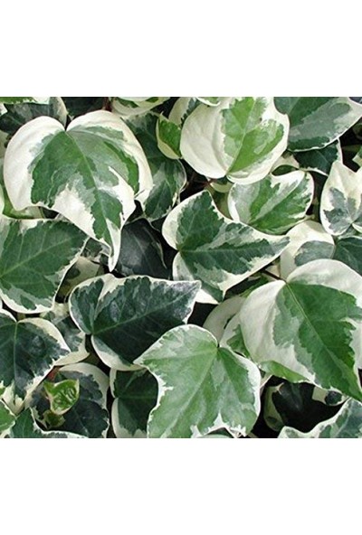 Frilly Alacalı Yapraklı Orman ve Duvar Sarmaşığı 2 Kök 40-80 cm Hedera Canariensis Gloire De Marengo