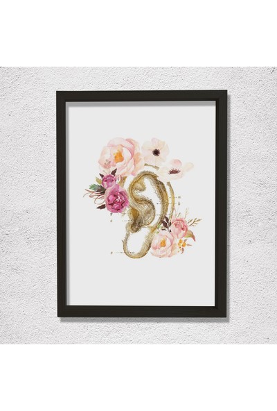 Insan Kulak Anatomi Baskısı, Odyoloji, Odyolog, Işitme Doktoru Ofis Dekoru Insan Kulak Anatomi Baskısı, Odyoloji, Odyolog, Işitme Doktoru Ofis Dekoru