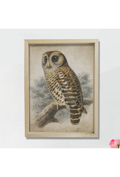 Doğal Çam Çerçeveli Duvar Tablosu Antik Baykuş Doğal Çam Çerçeveli Duvar Tablosu Antik Baykuş