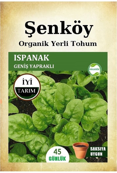 Şenköy Yerli Ispanak Tohumu Doğal Ata Geniş Yaprak Ispanak Tohum 1 Pakette 25 gr 2500 Tohum Şenköy Yerli Ispanak Tohumu Doğal Ata Geniş Yaprak Ispanak Tohum 1 Pakette 25 gr 2500 Tohum