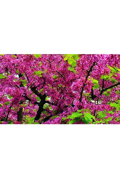 Metinoğulları Fidancılık Erguvan