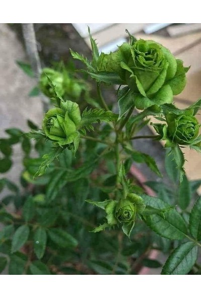 İstanbulmuz Yeşil Nadir Bulunan Halfeti Gül Fidanı İstanbulmuz Yeşil Nadir Bulunan Halfeti Gül Fidanı