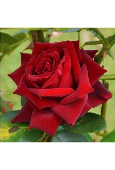 İstanbul Tropikal Tüplü Kırmızı Jugendliebe Kokulu Yediveren Gül Fidanı İstanbul Tropikal Tüplü Kırmızı Jugendliebe Kokulu Yediveren Gül Fidanı