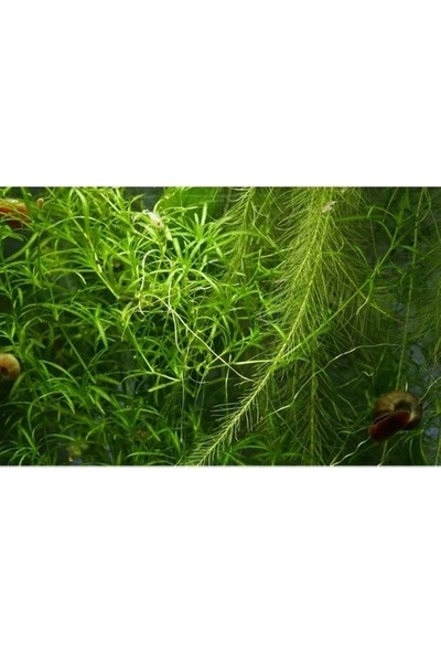 Canlipetshop Najas Lepistes Otu 1 Adet Kavanoz Rafyaya Son Canlipetshop Najas Lepistes Otu 1 Adet Kavanoz Rafyaya Son