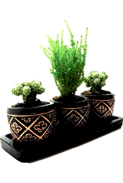 Zeze Flower Zezeflower Eti Siyah Bakır Yonca Saksıda 3'lü Prenses Çamı ve Yüksük Kaktüs Zeze Flower Zezeflower Eti Siyah Bakır Yonca Saksıda 3'lü Prenses Çamı ve Yüksük Kaktüs