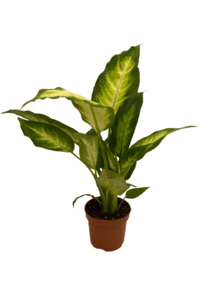 Akdoğa Ithal Difenbahya Bitkisi Camilla - Dieffenbachia Mars 35-40 cm Ev Ofis Bitkisi Iç Mekan Akdoğa Ithal Difenbahya Bitkisi Camilla - Dieffenbachia Mars 35-40 cm Ev Ofis Bitkisi Iç Mekan