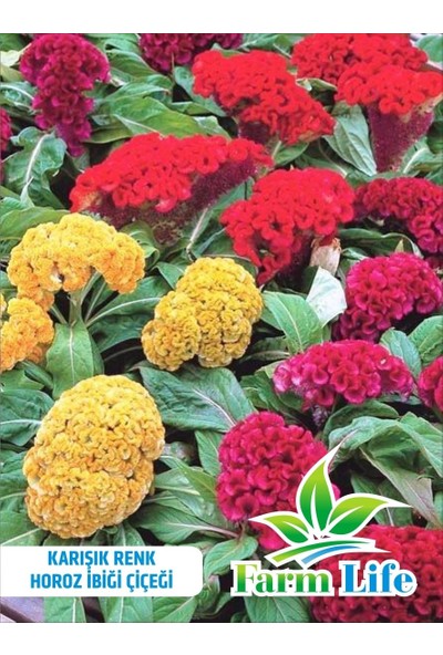 Karışık Renkli Horoz Ibiği (Celosia) Çiçeği 100 Adet