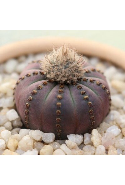 Emin Kaktüs Frailea Castanea ve Frailea Casteane Nitens Tohumu 1000 Adet + 5 Litre Çimlendirme Torfu + 10 Saksı Emin Kaktüs Frailea Castanea ve Frailea Casteane Nitens Tohumu 1000 Adet + 5 Litre Çimlendirme Torfu + 10 Saksı
