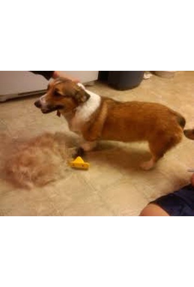 BSSM Kedi Köpek Tüy Alıcı Tarak 7cm BSSM Kedi Köpek Tüy Alıcı Tarak 7cm