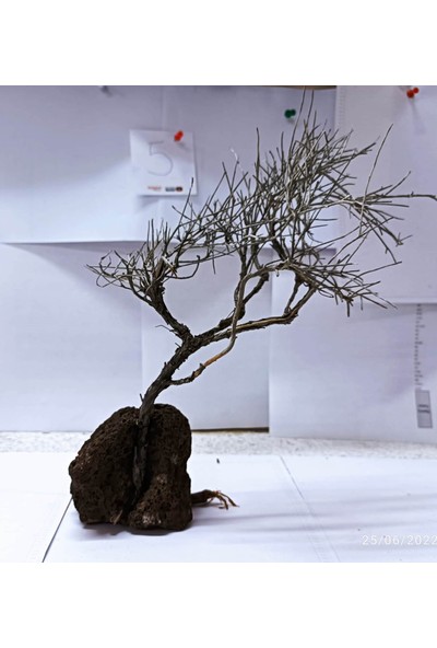 Canlipetshop Özel Tasarım Akvaryum Dekoratif Ağaç Kaya 35*20 cm Canlipetshop Özel Tasarım Akvaryum Dekoratif Ağaç Kaya 35*20 cm