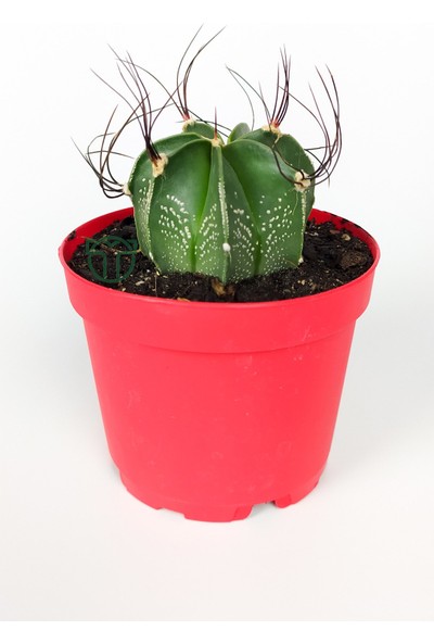 Toptan Kaktüs Astrophytum Capricorne Beyaz Benekli Özel Tür Kaktüs Keçi Boynuzu Kaktüsü 8.5 cm Kırmızı Saksıda Toptan Kaktüs Astrophytum Capricorne Beyaz Benekli Özel Tür Kaktüs Keçi Boynuzu Kaktüsü 8.5 cm Kırmızı Saksıda