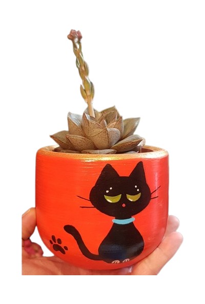 Terarya Kuki Kedi Saksı