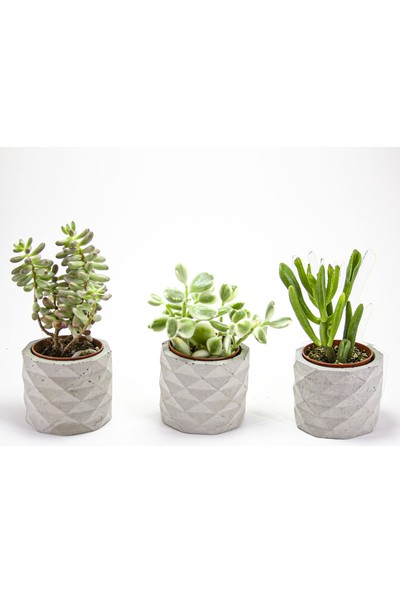 Dekormatik Hera 3'lü Beton Sukulent Saksı