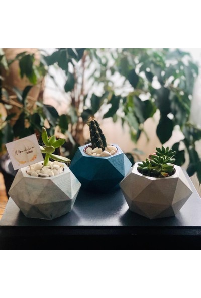 Detay Ticaret Skulent Çiçek 3lü Beton Saksı Detay Ticaret Skulent Çiçek 3lü Beton Saksı