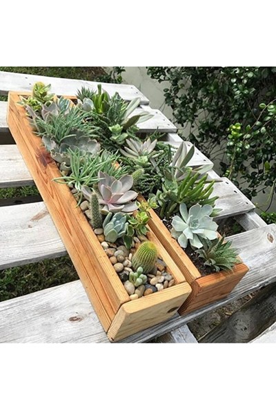 Yamego Uzun Ince Sukulent/Kaktüs Aranjman Saksı