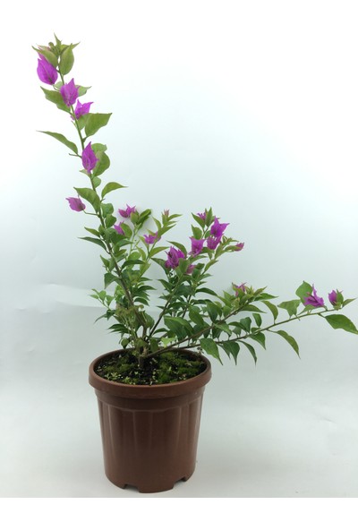 SERVET GARDEN Begonvil Sarmaşığı - Mor (60-90 Cm) SERVET GARDEN Begonvil Sarmaşığı - Mor (60-90 Cm)