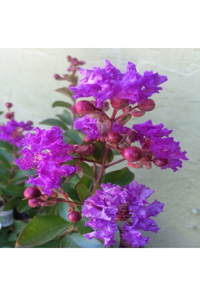 Fidancıyız Tüplü Mor Çiçekli Oya Ağacı