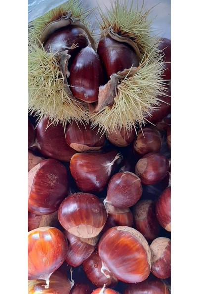 İncim Çiçekçilik ve Fidancılık Kestane Fidanı (Tüplü) 4 Yaş