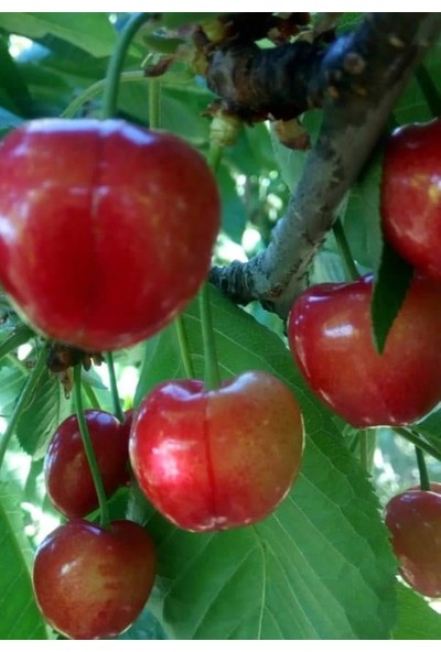 İncim Çiçekçilik ve Fidancılık Napolyon Kiraz Fidanı 3 Yaş (Tüplü) İncim Çiçekçilik ve Fidancılık Napolyon Kiraz Fidanı 3 Yaş (Tüplü)
