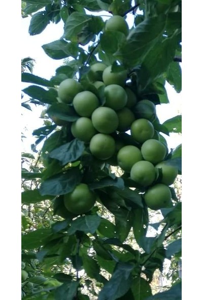 İncim Çiçekçilik ve Fidancılık Papaz Eriği Fidanı (Tüplü) İncim Çiçekçilik ve Fidancılık Papaz Eriği Fidanı (Tüplü)