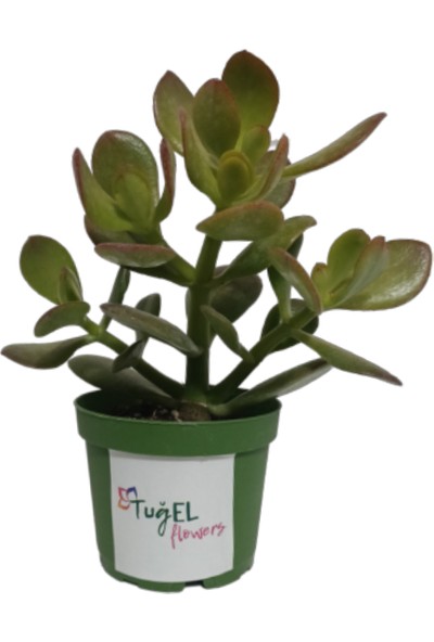 Tuğel Flowers Para Şans Bereket Çiçeği-Ağacı Crassula Ovata Sunset (8.5cm Saksıda) Tuğel Flowers Para Şans Bereket Çiçeği-Ağacı Crassula Ovata Sunset (8.5cm Saksıda)