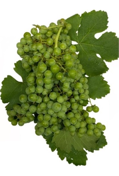 Sebze Meyve Dünyası Koruk Üzüm ( 1 kg ) Sebze Meyve Dünyası Koruk Üzüm ( 1 kg )