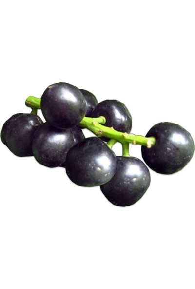 Sebze Meyve Dünyası Karayemiş (Kg)