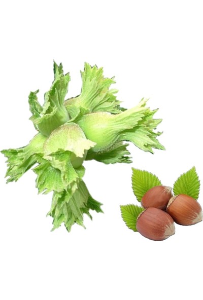 Sebze Meyve Dünyası Taze Fındık (Kg) Sebze Meyve Dünyası Taze Fındık (Kg)