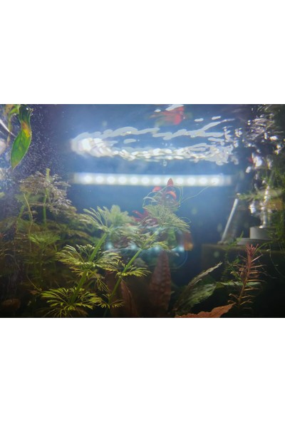 Orion Led Aquaslim Serisi -30 cm Beyaz Akvaryum LED Lamba - Aydınlatma Orion Led Aquaslim Serisi -30 cm Beyaz Akvaryum LED Lamba - Aydınlatma