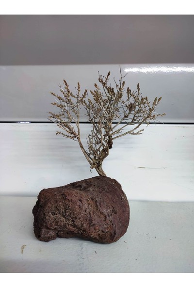 Canlipetshop Özel Tasarım Akvaryum Dekoratif Ağaç Kaya 24*15 cm No:20 Canlipetshop Özel Tasarım Akvaryum Dekoratif Ağaç Kaya 24*15 cm No:20