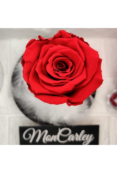 Mon Carley Solmayan Gül Cam Fanus Xl Mon Carley Solmayan Gül Cam Fanus Xl