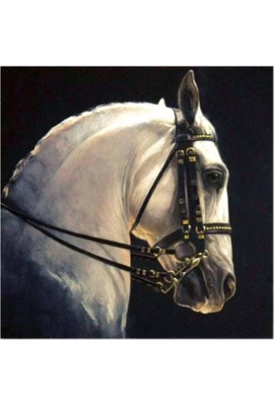 Tango Dizayn Beyaz At Yağlı Boya Tablo 100X100CM - Tango Dizayn Tango Dizayn Beyaz At Yağlı Boya Tablo 100X100CM - Tango Dizayn