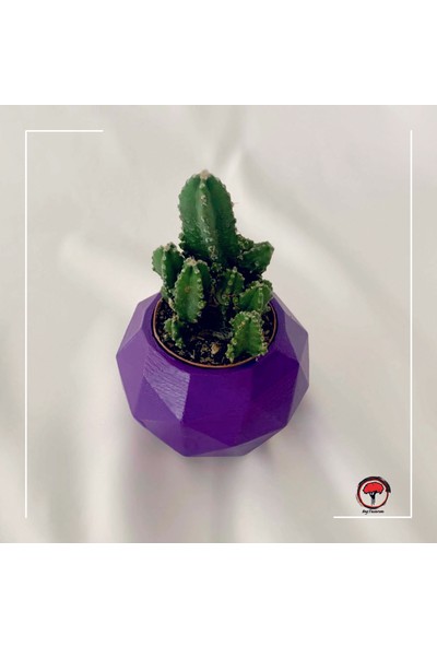 Mor Geometrik Kaktüs ve Sukulent Saksı