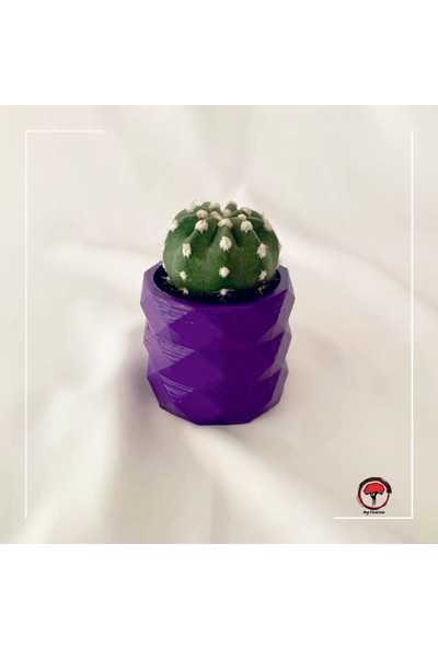 Mor Prizma Kaktüs ve Sukulent Saksı