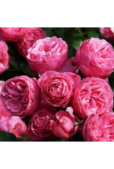 Berke Fidancılık Tüplü Aşılı Pomponella Pembe Yediveren Kokulu Gül Fidanı Berke Fidancılık Tüplü Aşılı Pomponella Pembe Yediveren Kokulu Gül Fidanı