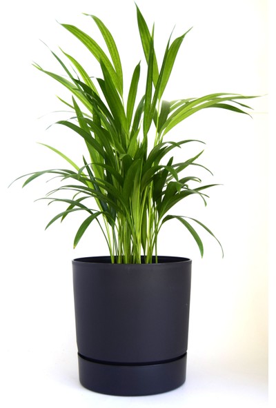 Leo Garden Begonya 9lt Saksı