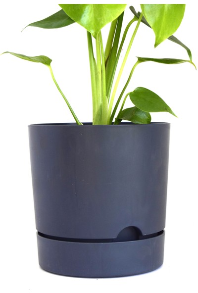 Leo Garden Begonya 5 Lt Saksı