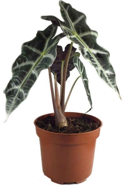 Betonish - Ev Bitkisi - Alocasia Amazonica Betonish - Ev Bitkisi - Alocasia Amazonica