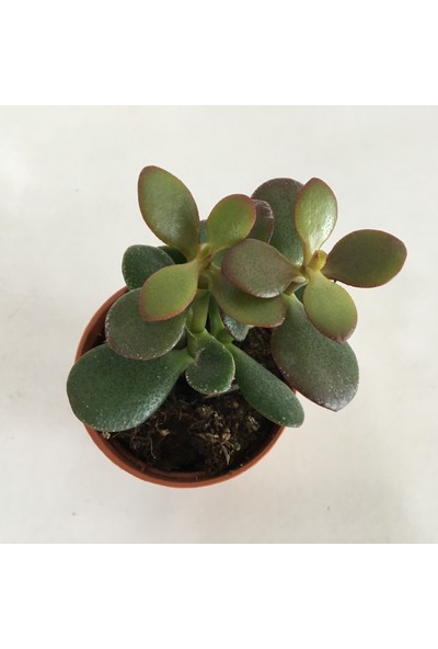 Armenbotanik Crassula Ovata - Para Ağacı Armenbotanik Crassula Ovata - Para Ağacı