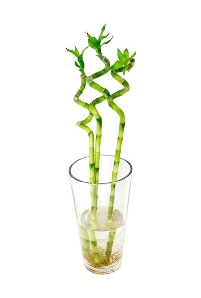 Berceste Peyzaj Bamboo 60 Cm 3 Adet, Şans Bereket Bambu Ev Bitkisi, Salon Ofis Bitkisi Berceste Peyzaj Bamboo 60 Cm 3 Adet, Şans Bereket Bambu Ev Bitkisi, Salon Ofis Bitkisi