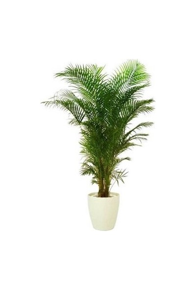 Berceste Peyzaj Areca Palmiyesi 40-50 Cm Ev Bitkisi Ofis Bitkisi Salon Bitkisi Berceste Peyzaj Areca Palmiyesi 40-50 Cm Ev Bitkisi Ofis Bitkisi Salon Bitkisi