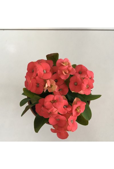 Armen Eubhorbia Milli Dikenler Tacı Armen Eubhorbia Milli Dikenler Tacı