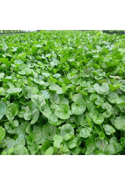 Green King Fare Kulağı Çim Tohumu 500 g