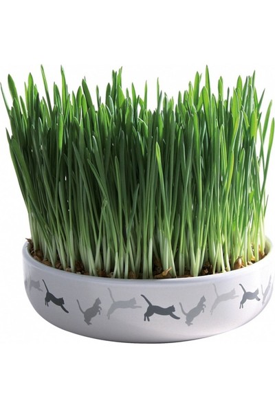 Trixie Kedi Çimi, Seramik Kap İçerisinde