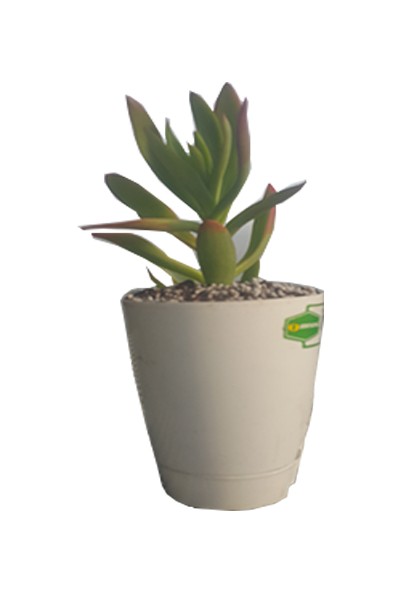 Toru Bahçe Gerçek Para Ağacı Çiçeği Dolgun Crassula Ovata Şans Bereket Çiçeği 15 cm Toru Bahçe Gerçek Para Ağacı Çiçeği Dolgun Crassula Ovata Şans Bereket Çiçeği 15 cm