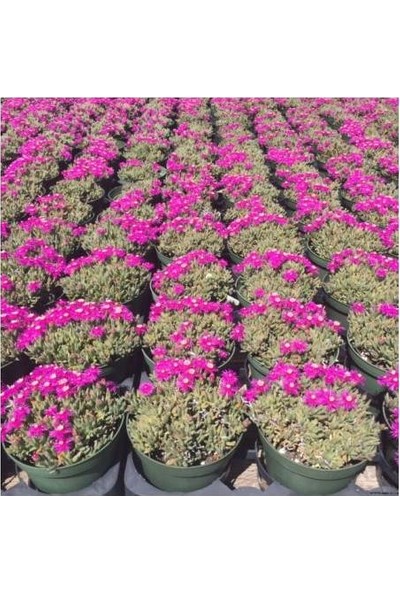 Tunç Botanik Acem Halısı 20 Adet - Çiçekli Yer Örtücü Bitki Tunç Botanik Acem Halısı 20 Adet - Çiçekli Yer Örtücü Bitki