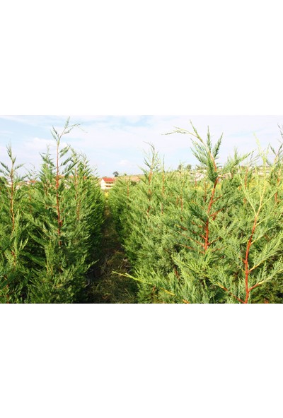 Tunç Botani̇k Yeşil Leylandi 5'li Aşılı Çit Bitkisi 1.5 Metre Tunç Botani̇k Yeşil Leylandi 5'li Aşılı Çit Bitkisi 1.5 Metre