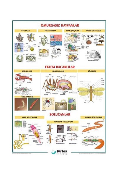 Gürbüz Omurgasız Hayvanlar Levhası 70x100 cm 33083